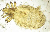 Linognathus setosus adulte - DermaVet