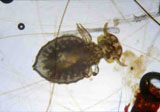 Trichodectes canis adulte