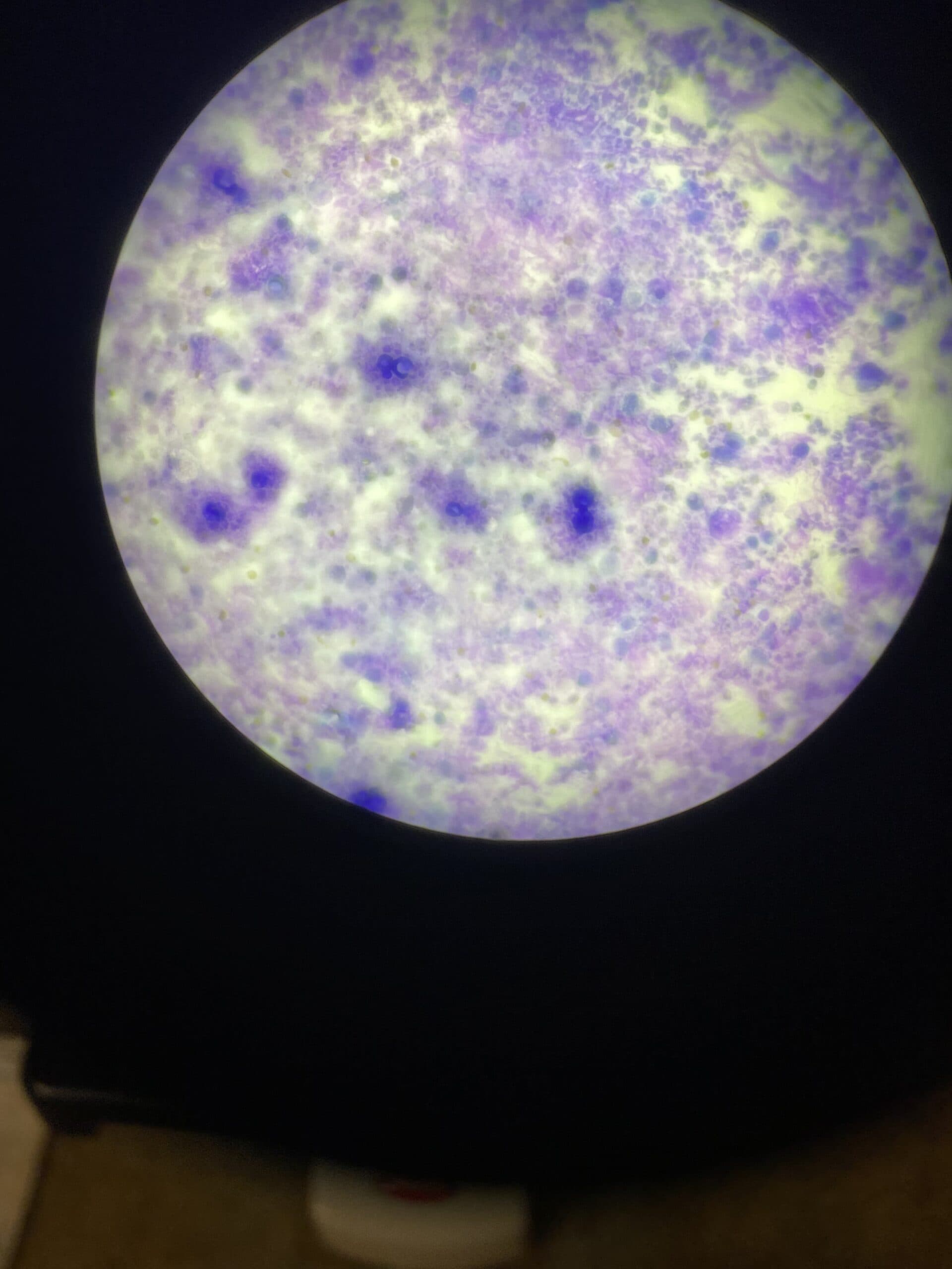 Blastomycosis in a Domestic Medium Hair - DermaVet