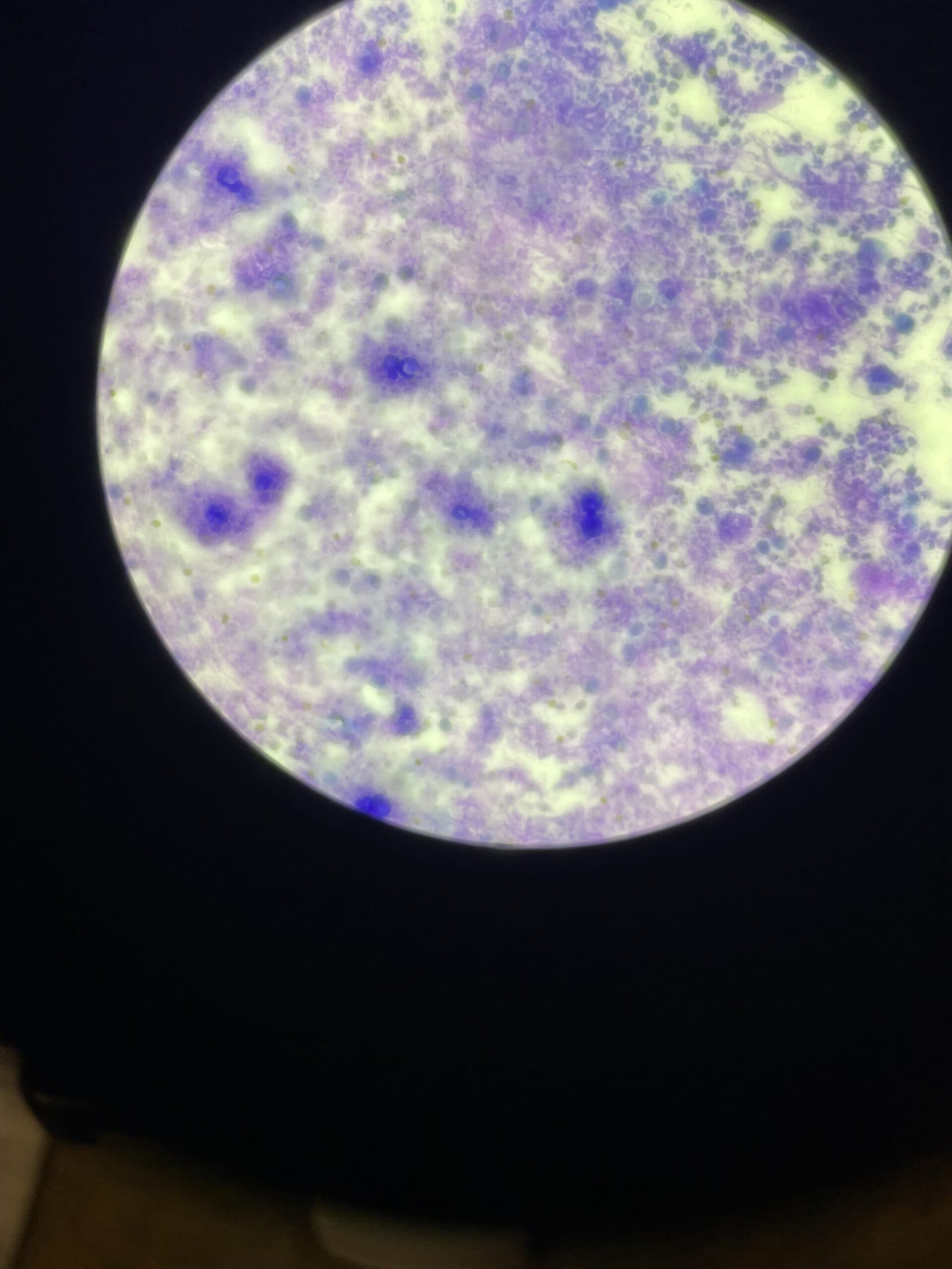 Blastomycosis in a Domestic Medium Hair - DermaVet