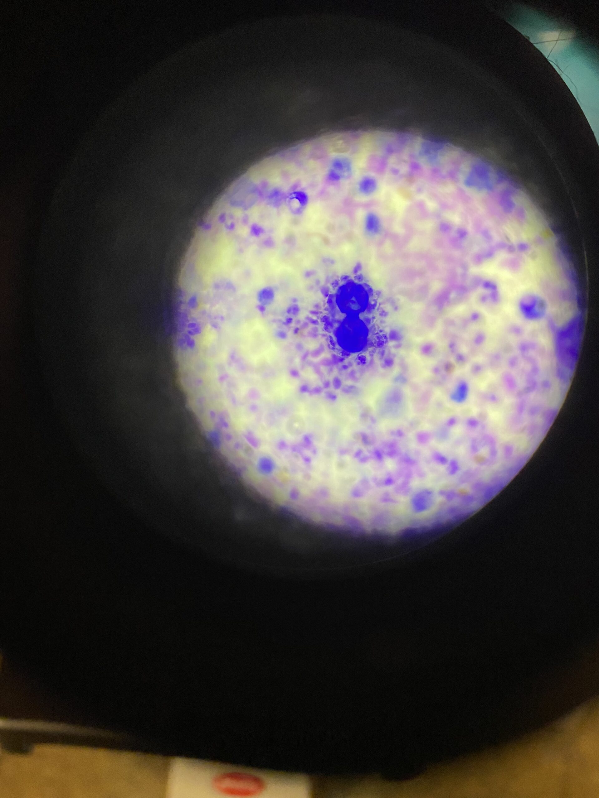 Blastomycosis in a Domestic Medium Hair - DermaVet