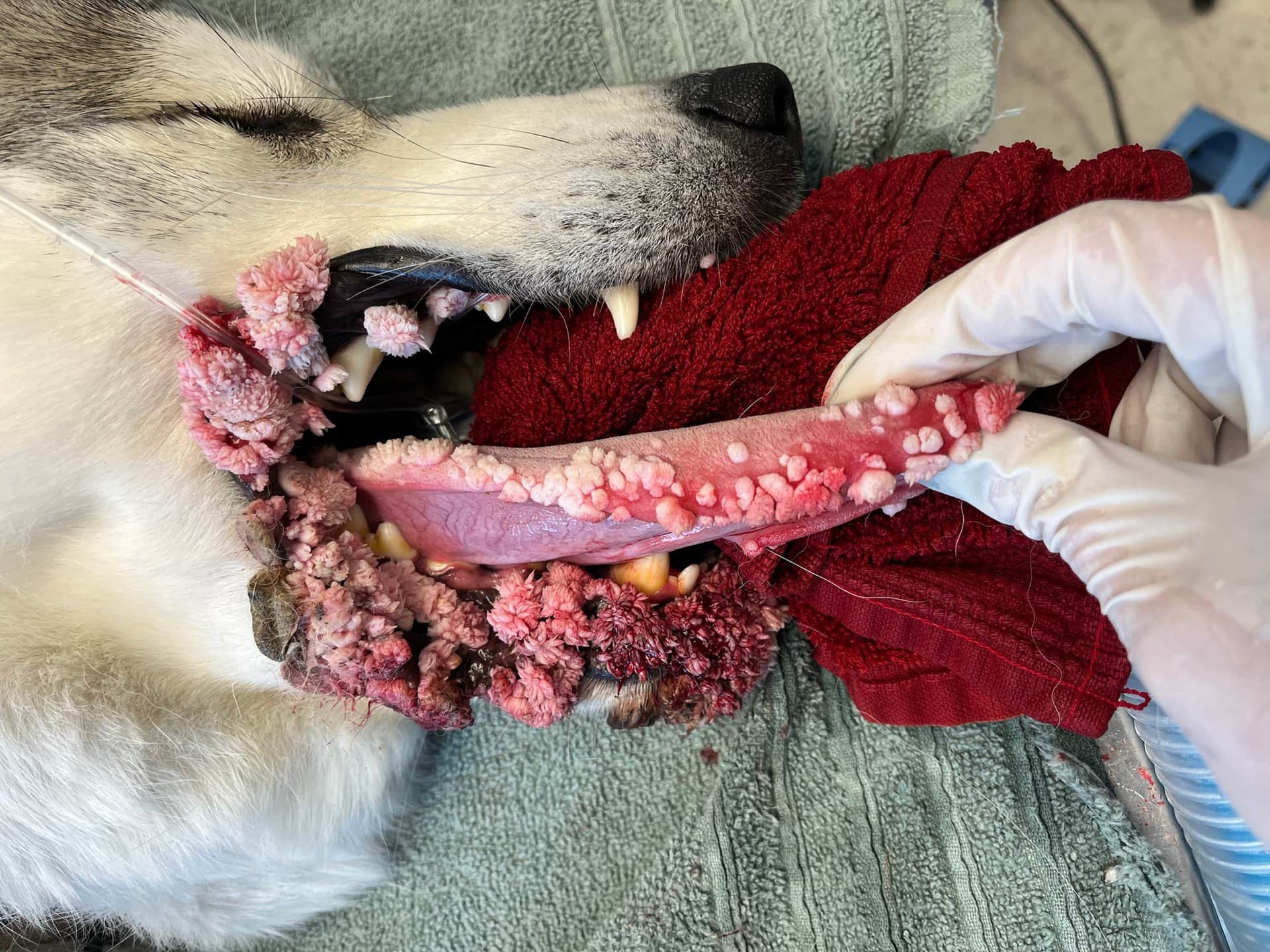 Oral Papillomatosis in a Husky Dog - DermaVet