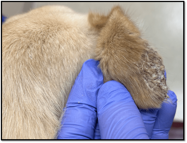 Canine vasculitis with Pinnal Lesions in a Dog - DermaVet