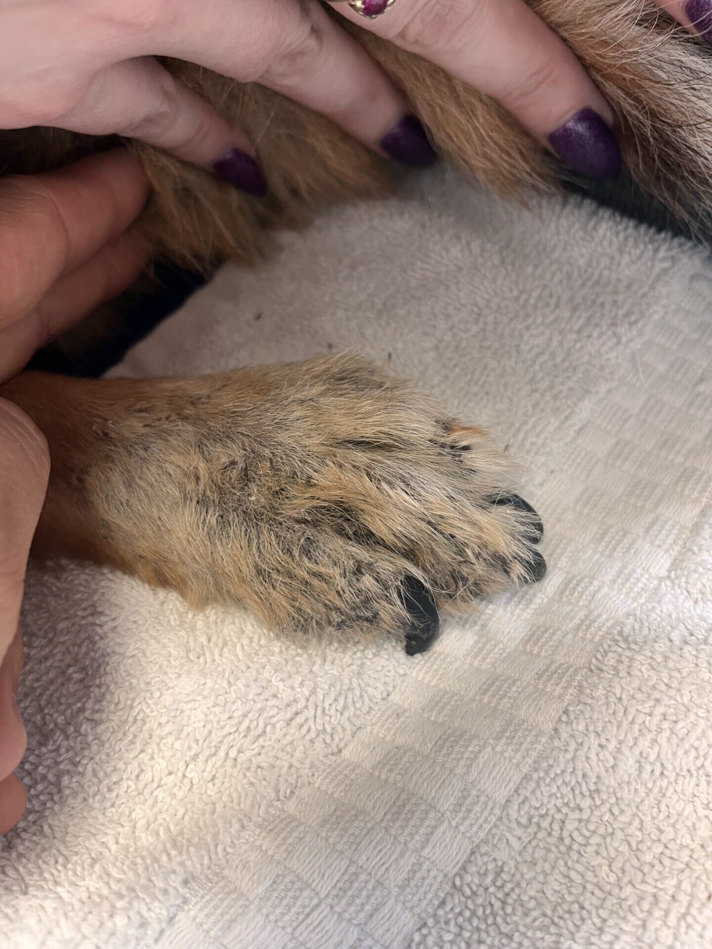 Metabolic epidermal necrosis in a Heeler dog